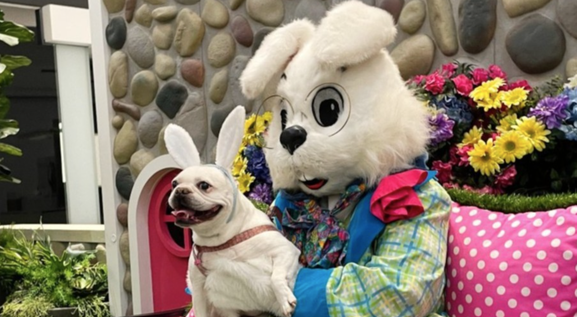 Pet Photos with the Easter Bunny - University Town Center Sarasota